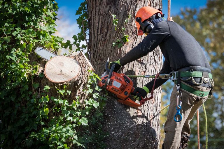 Great Plains Tree Care | Residential and Commercial Tree Services